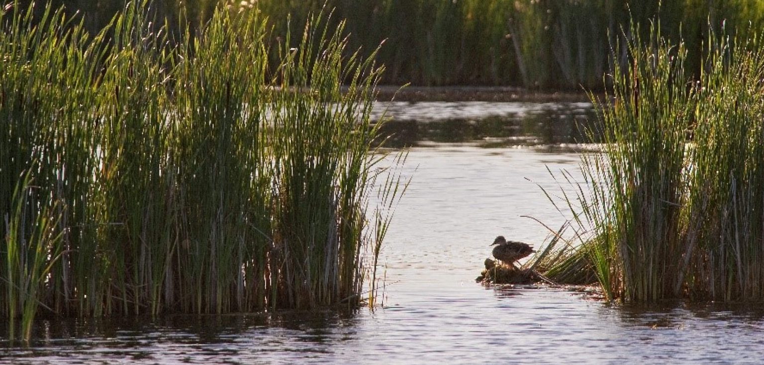 Grants – Wildlife Habitat Canada